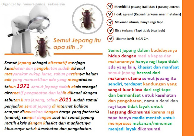 Semut Jepang Untuk Kesehatan & Pengobatan: Apa itu semut jepang