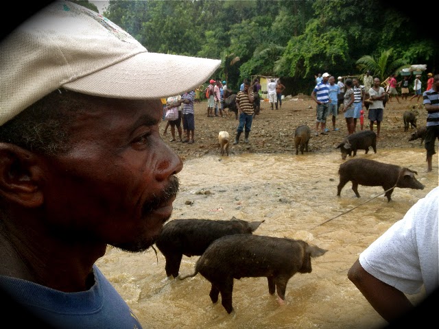 KALITE FARM : Haitian Pigs Meet Globalization by Jean-Bertrand Aristide