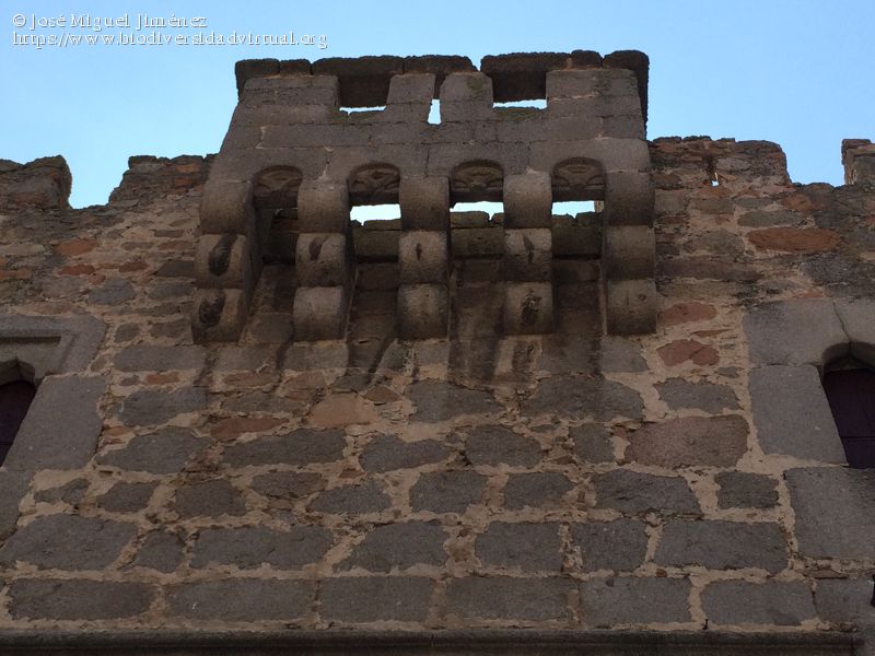 Ideas y más.: Matacan