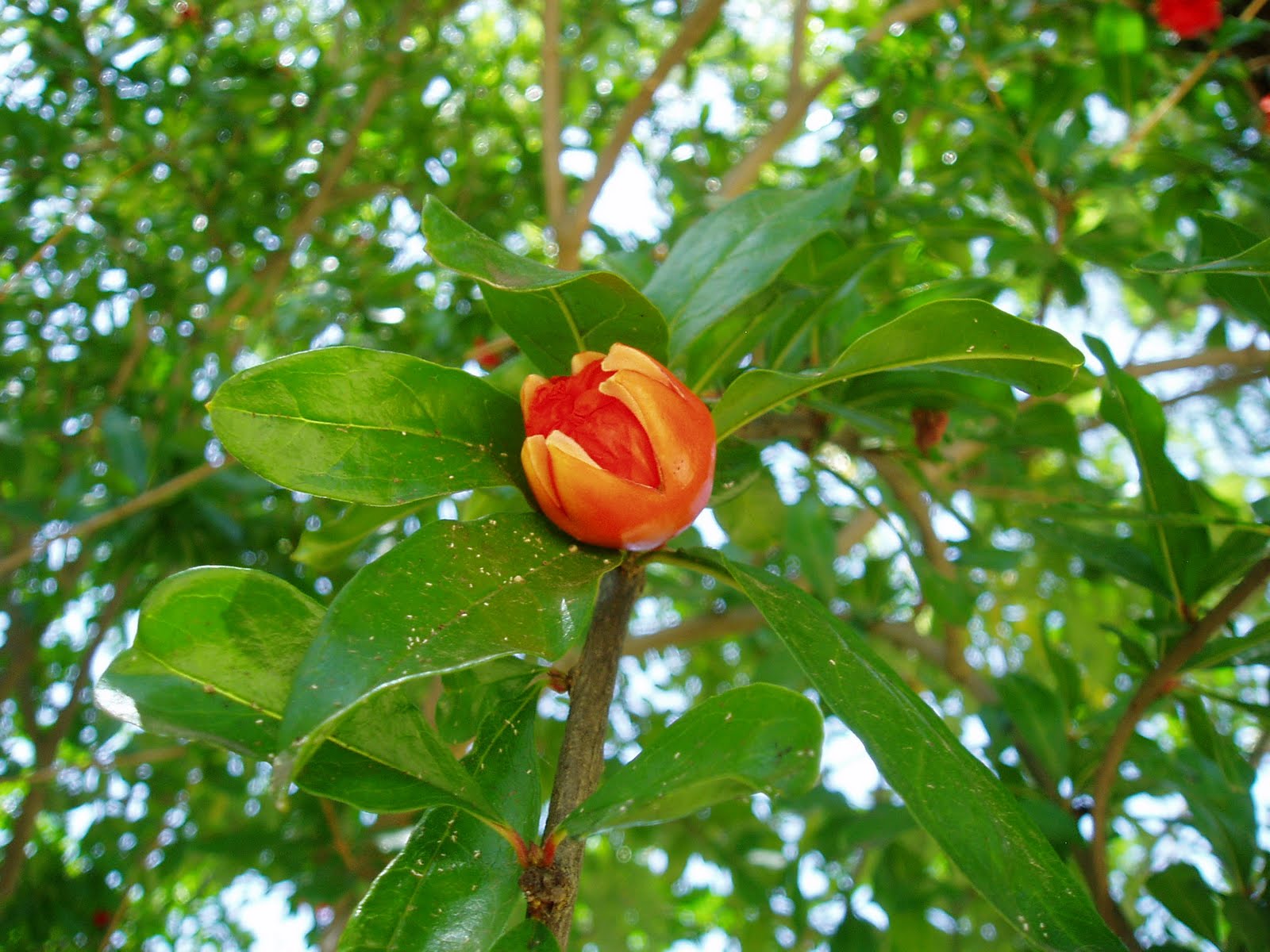 GRANADO: Punica granatum | Plantas rioMoros