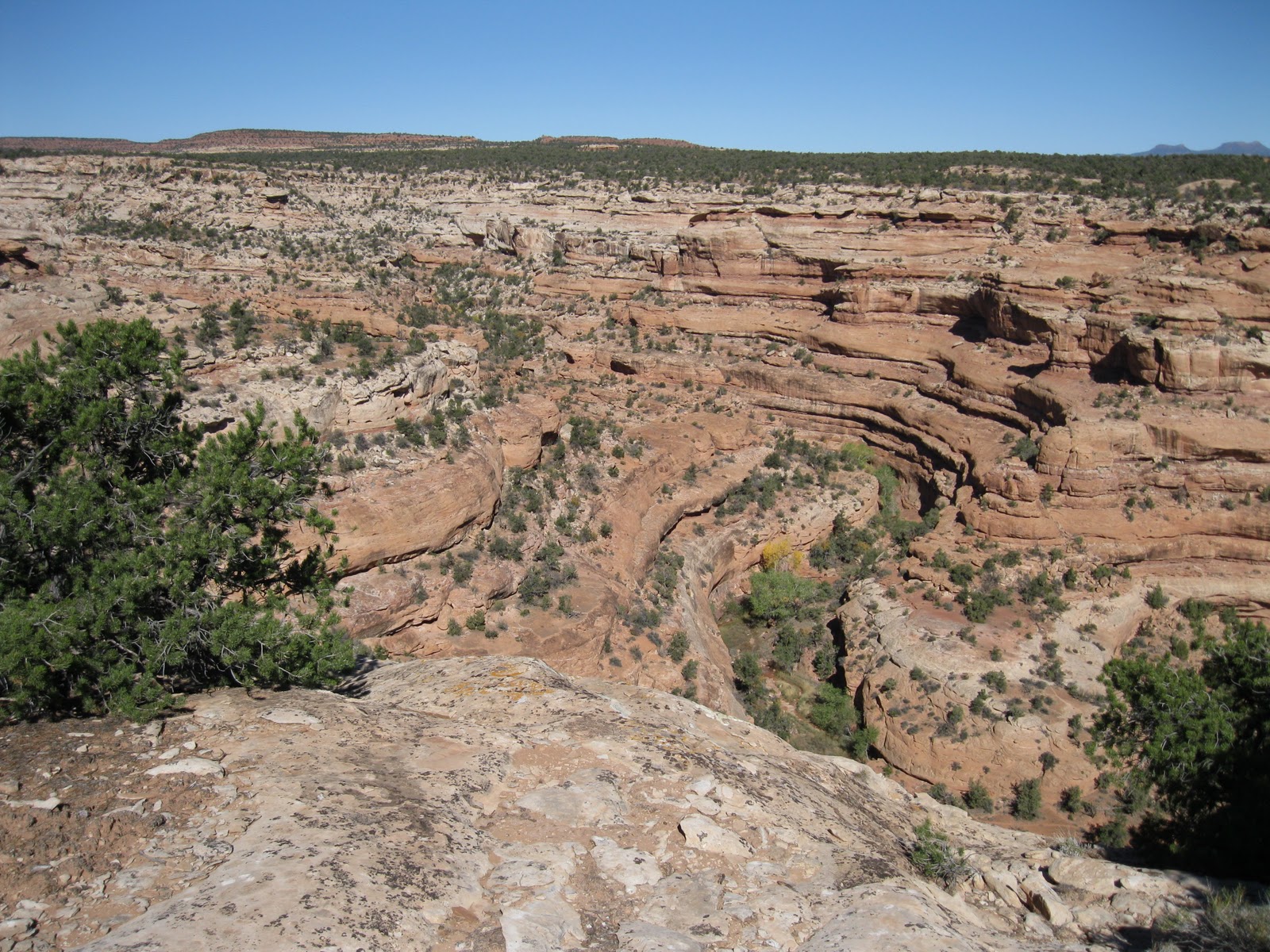 Four Corners Hikes-Cedar Mesa in Utah: Road Canyon South Rim