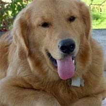 ZAGUATES Y MISINGOS: TEMAS ANTERIORES