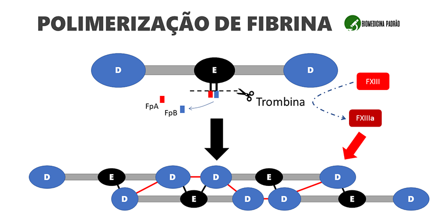 Tudo o que o biomédico precisa saber sobre o Fibrinogênio | Biomedicina ...
