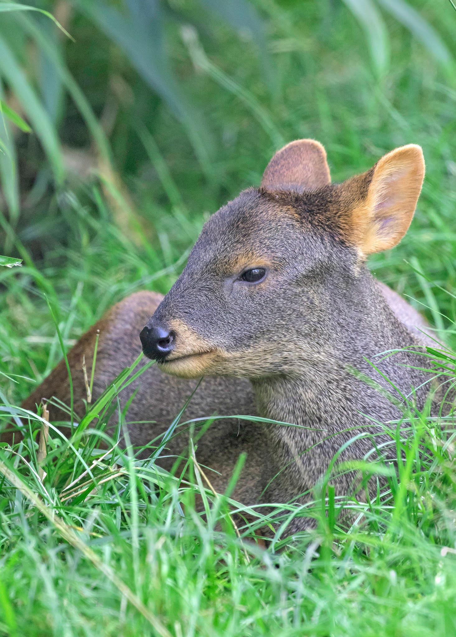 Fawning over you! Say hello to our baby pudu