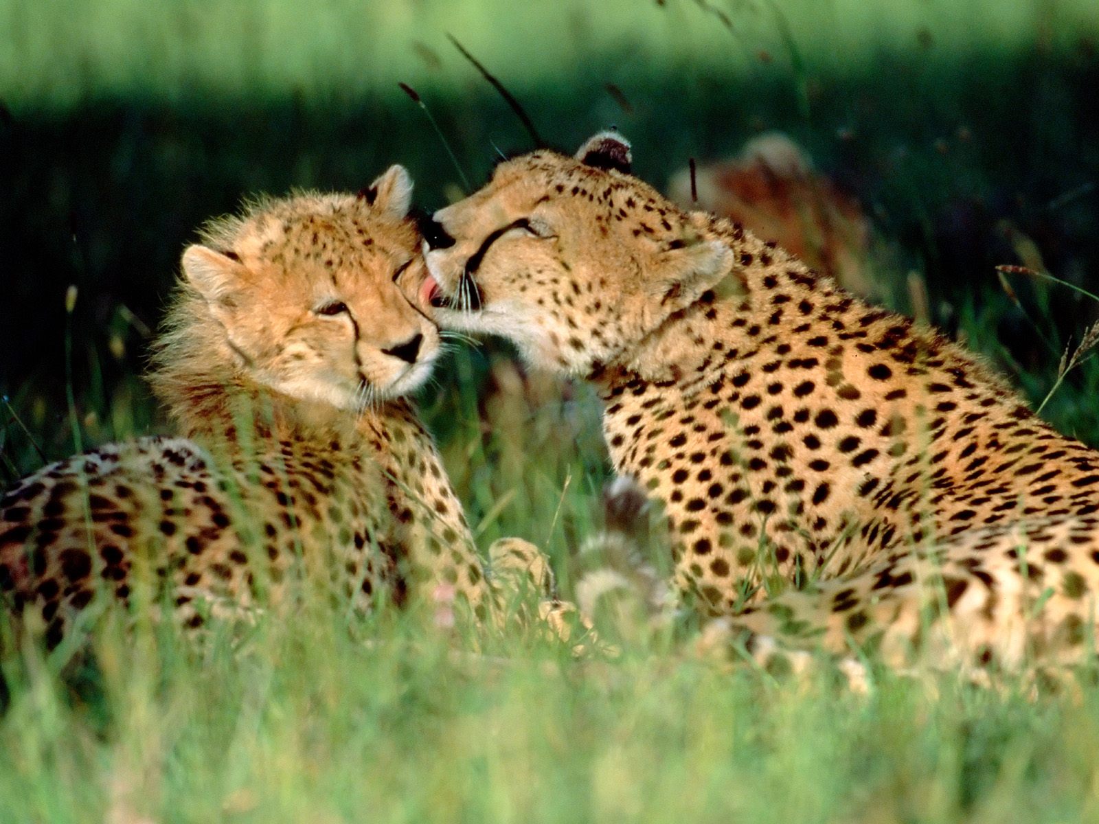 Cheetahs | Fun Animals Wiki, Videos, Pictures, Stories