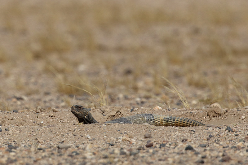 Kuwait Birding: North of Mutla Ridge