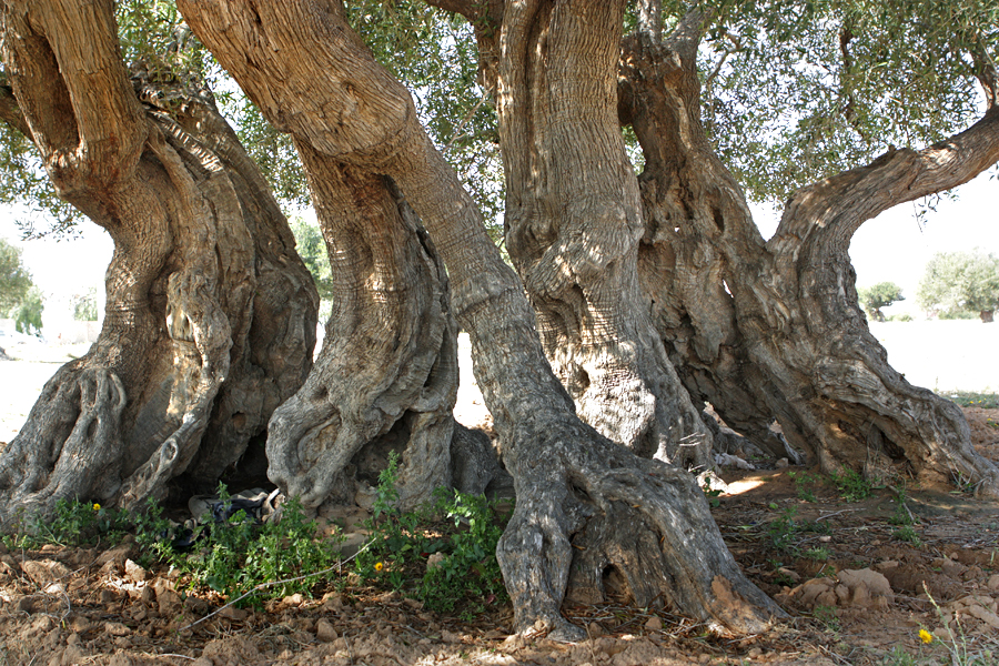 Antiguos OLIVOS del Mediterráneo : TUNISIA. ISLAND OF DJERBA. HOUMT ...