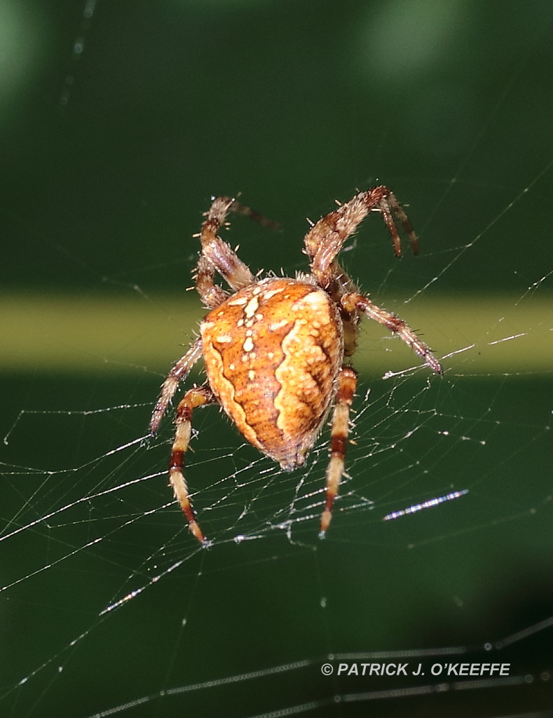 Raw Birds: COMMON GARDEN SPIDER (Araneus diadematus) [female] Lullymore ...
