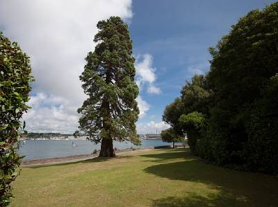 Devdar - Deodar tree in English | Cedrus deodara | Cedar trees