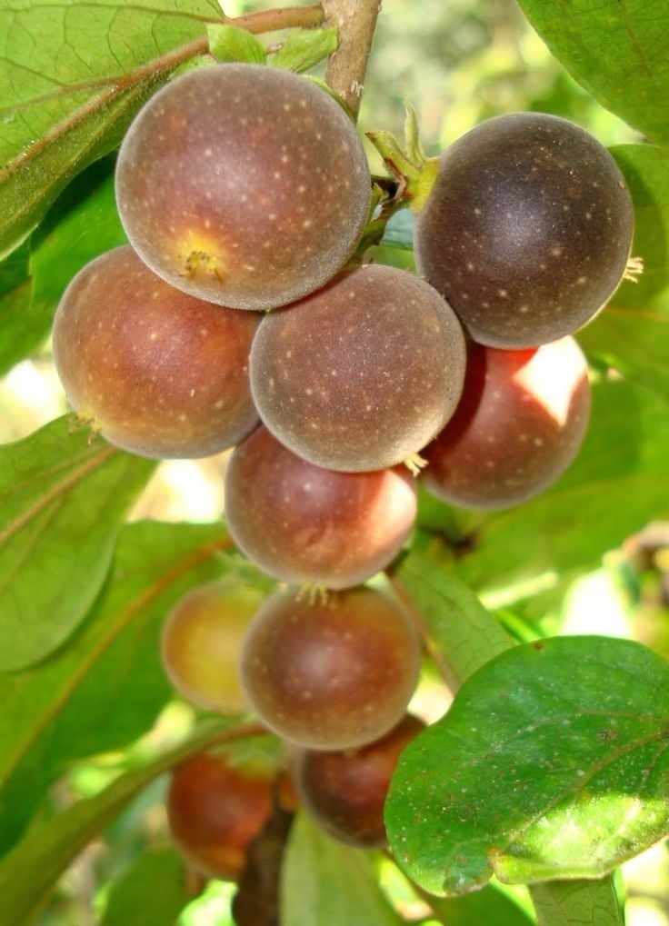 Studio Floral Dora Santoro: Groselha do Ceilão