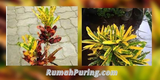 Ini Dia 9 Jenis Tanaman Puring yang Paling Populer Dipasaran! - rumah ...