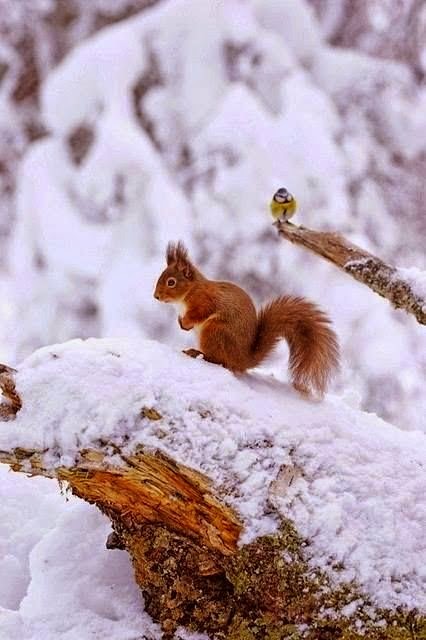 Animals in winter ~ Stunning nature