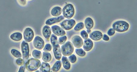 Candida Albicans Microscope Slide