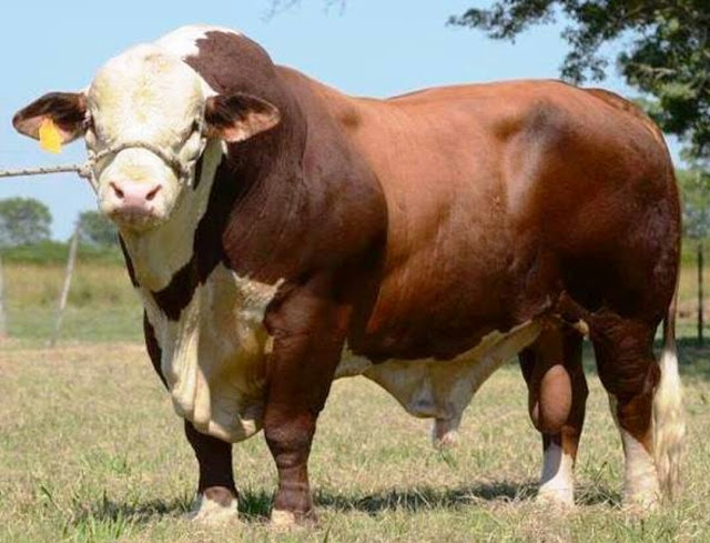 Sapi Simmental (Foto: Google Image)