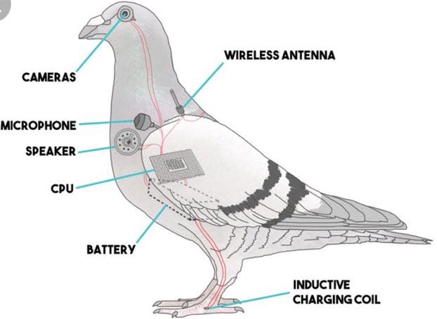 🐦 Government Spy Drone Program (Birds Aren't Real) 🐦