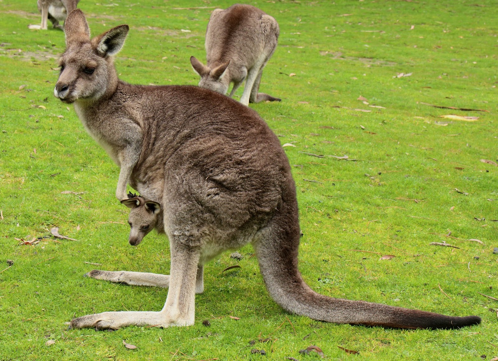 BO629HR: De Grampians, kangoeroes springen over je voeten.