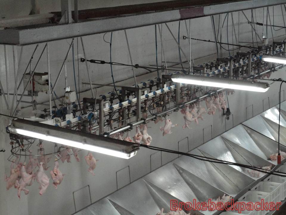 brokebackpacker: Chicken Dressing Plant - Process Flow