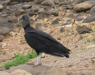 CONOCIENDO UN POCO MAS NUESTRO PERU: HUMEDAL DE SANTA ROSA "UN PARAISO ...