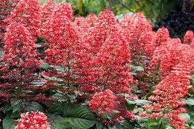 Khasiat Daun dan Akar Bunga Pagoda dan Cara Pengobatannya