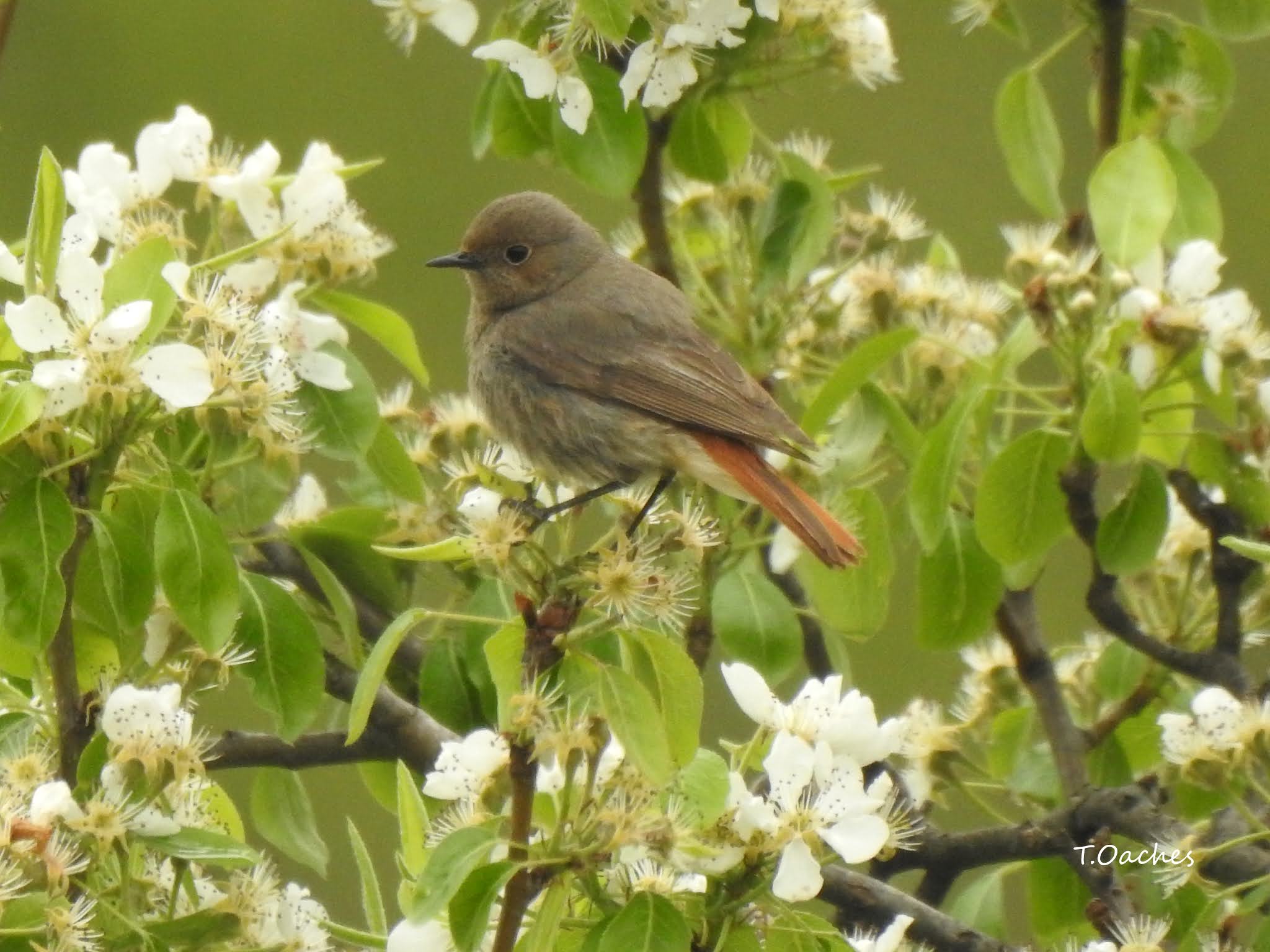 PASARI DIN ROMANIA: CODROS DE MUNTE (1), Phoenicurus ochruros