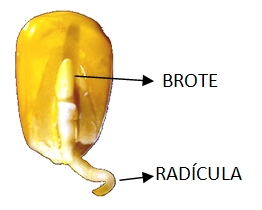 MAIZ: PARTES DEL MAÍZ
