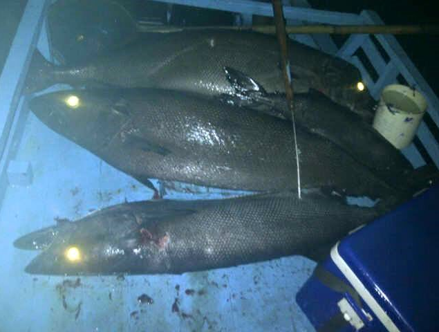 Manfaat dan Khasiat Ikan Tuna Putih, Gindara, Escolar Atau Ikan Setan ...