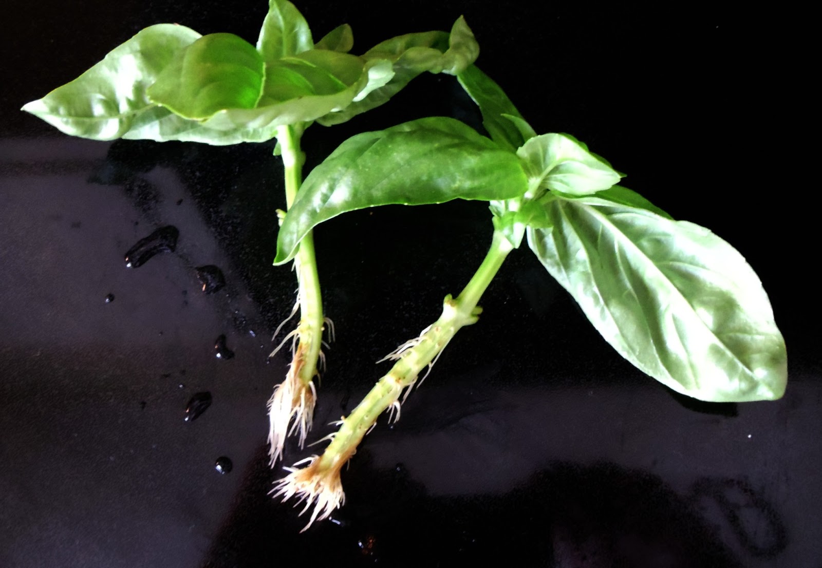 Upstairs Downstairs: Easy Tip for Free Basil