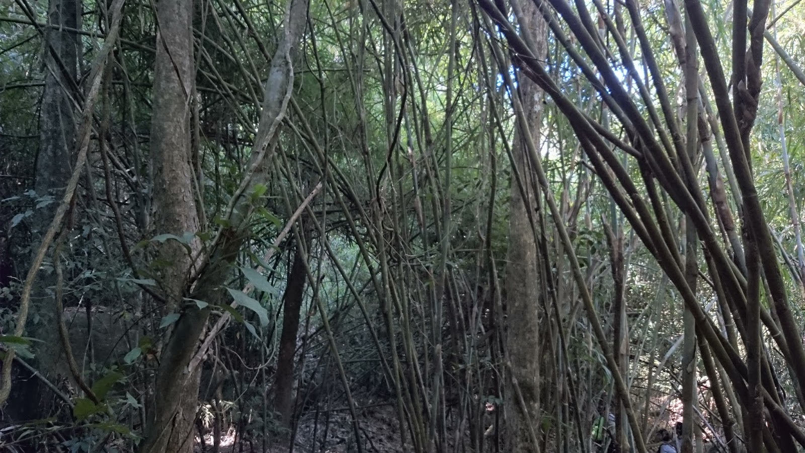 A life of a biologist: Beautiful Philippine native trees or plants