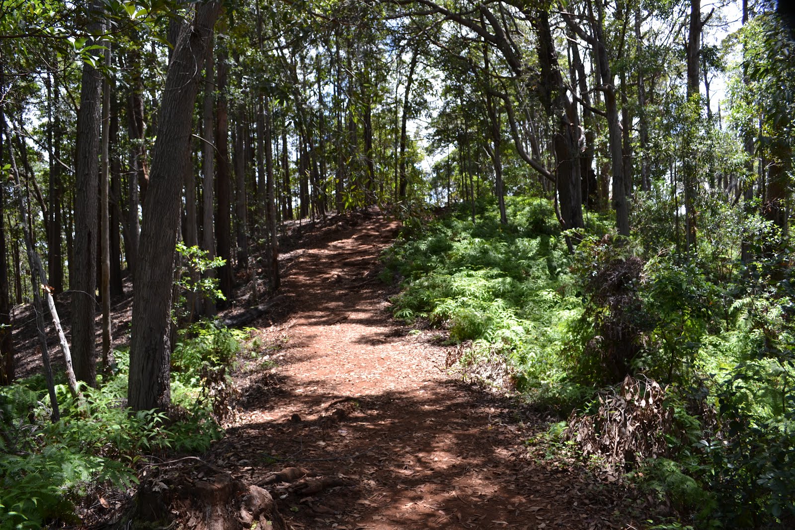 rtakashi: Waimano Falls & Pools via Manana Trail