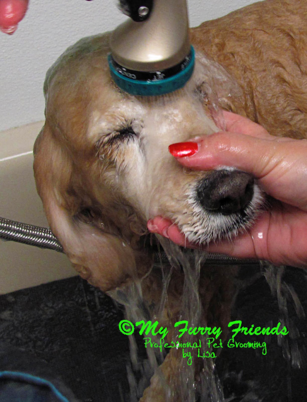 Pet Grooming: The Good, The Bad, & The Furry: Face Washing