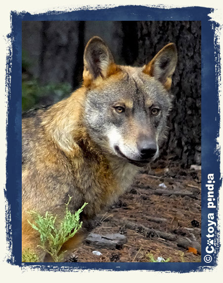 El Lobo, el Milagro Ecológico