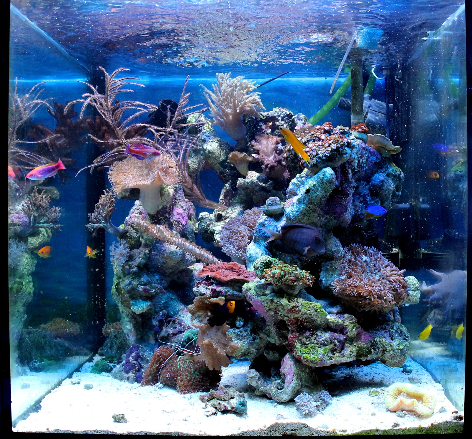 Howard`s Reef: Soft Coral Cube