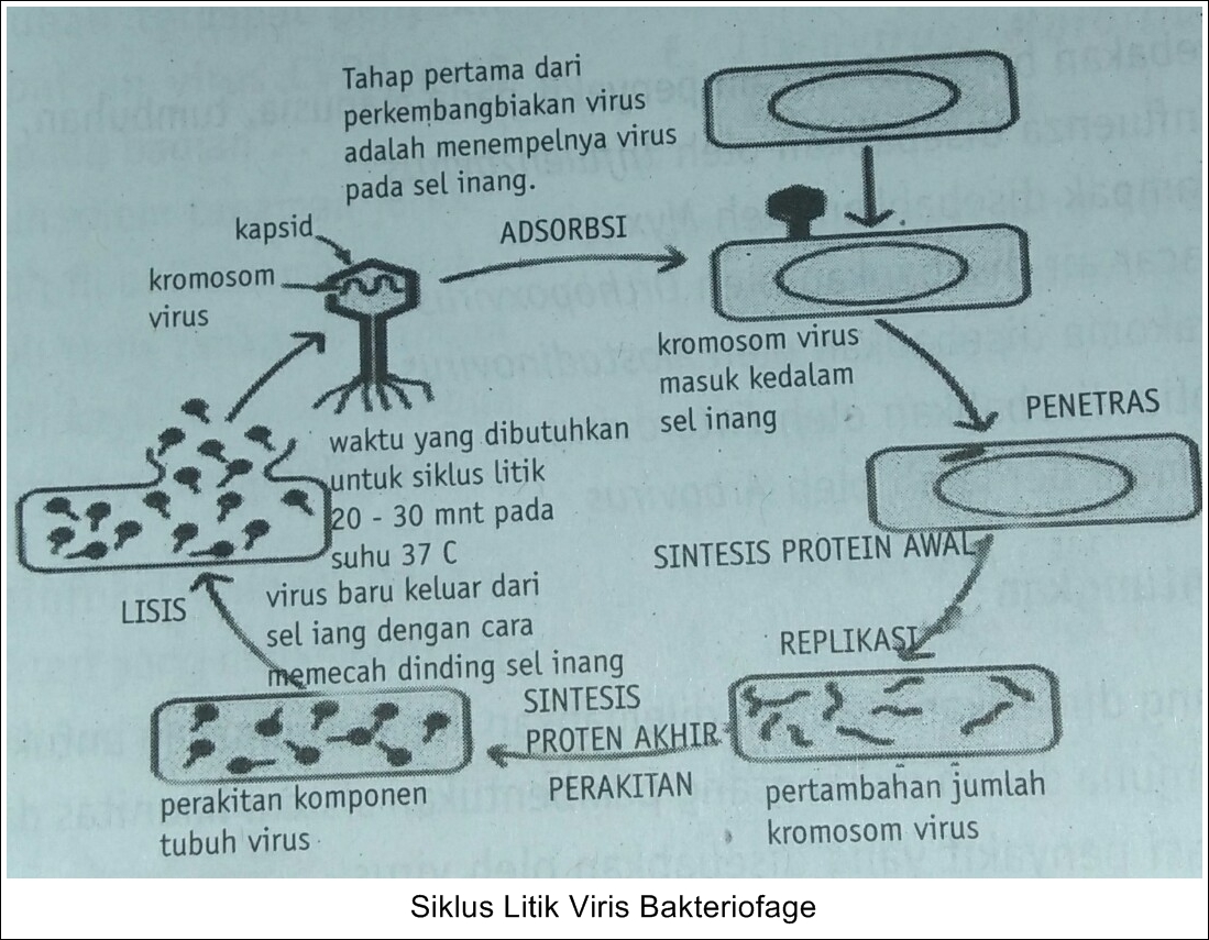 Rangkuman Materi Virus (Karakteristik Viris, Perkembangan Virus ...
