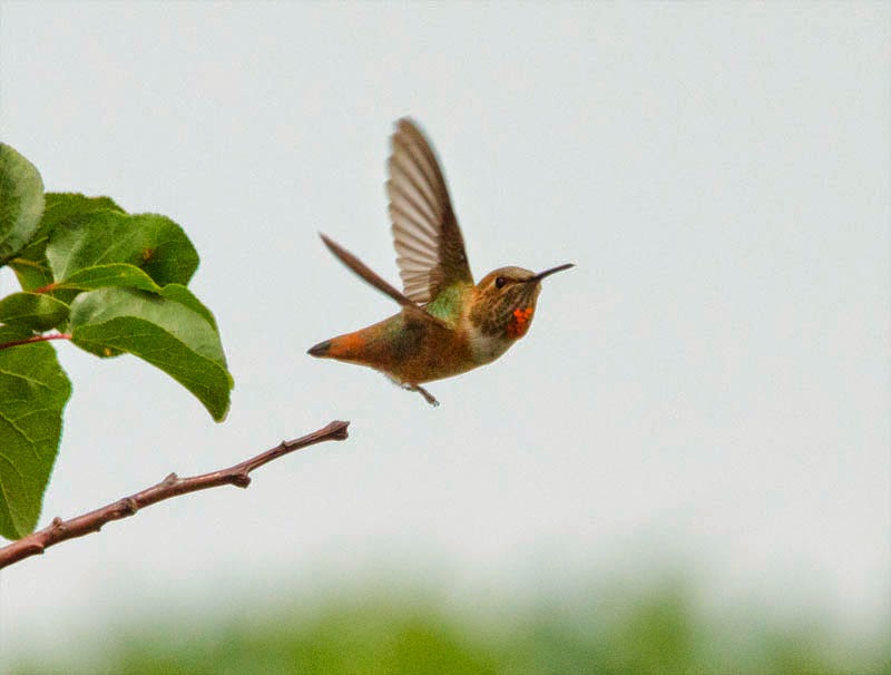 The Wayward Hawaiian: Allen's Hummingbird in Flight