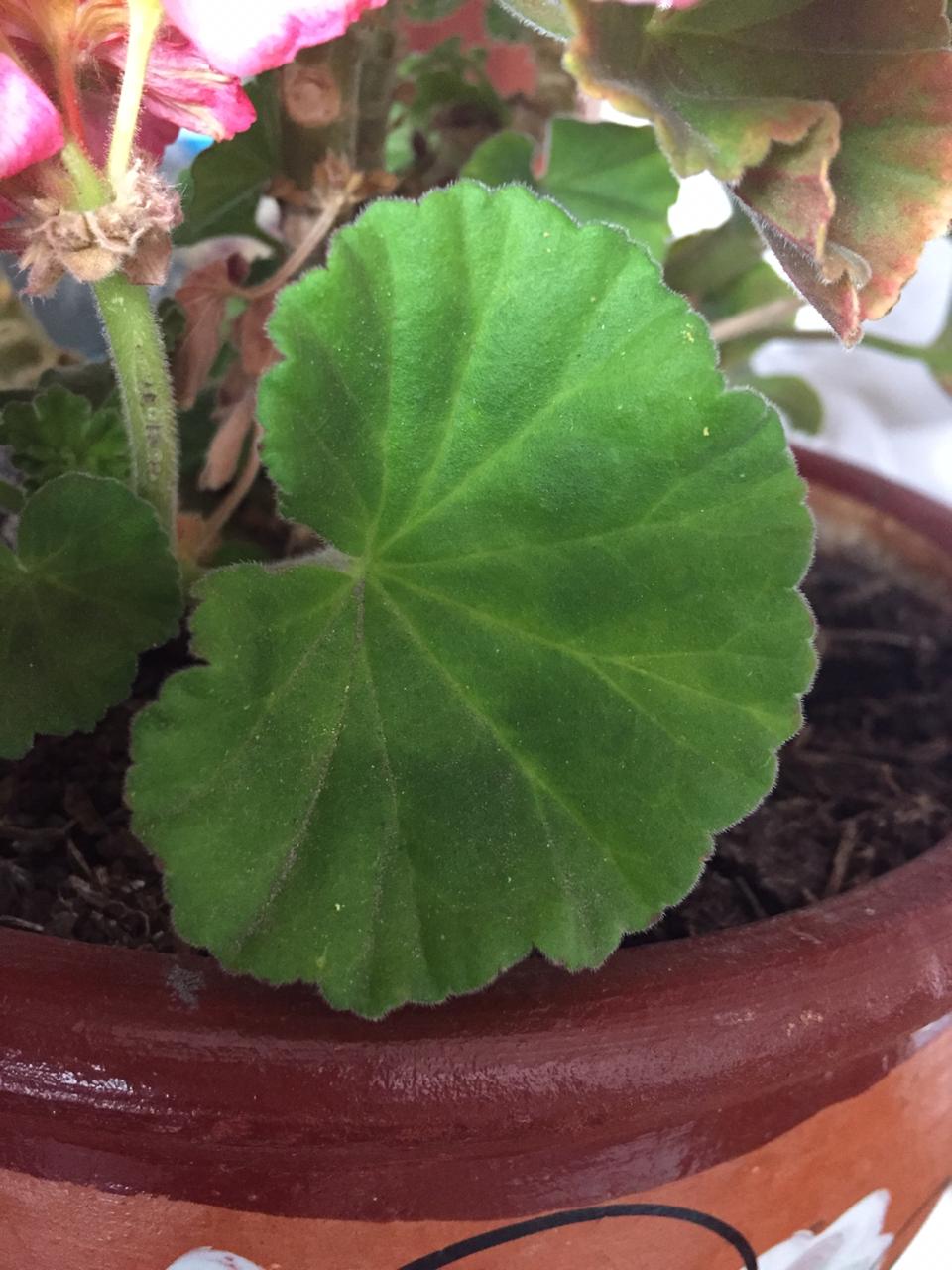 Clasificación de una hoja