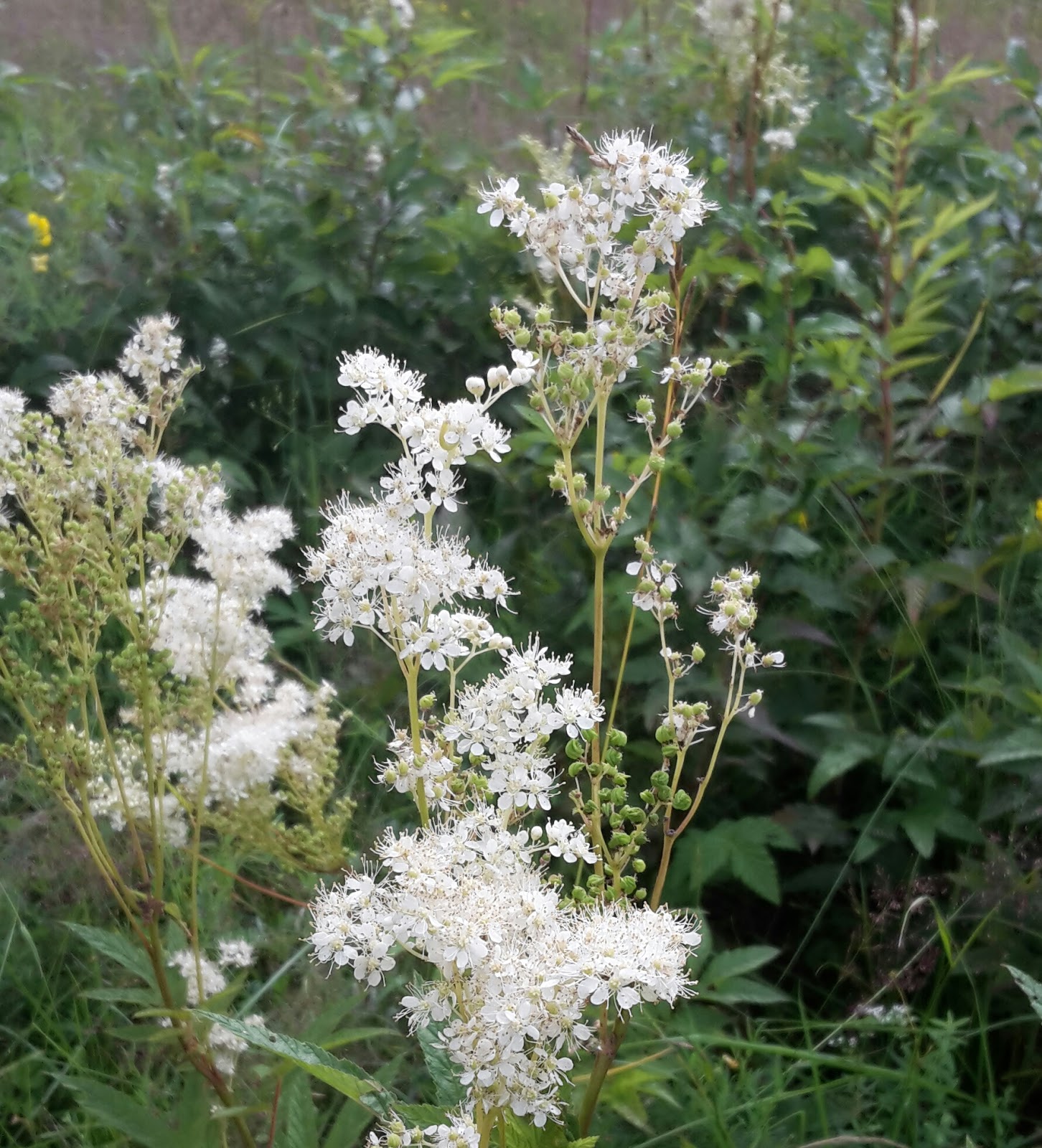 Kerää itse yrttejä | Mesiangervon satokausi on nyt parhaimmillaan ...