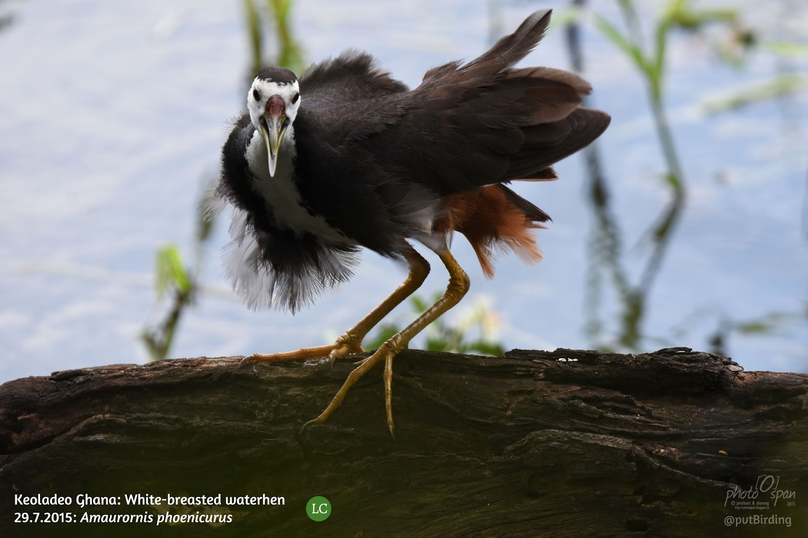 White-breasted waterhen: Amaurornis phoenicurus | Photo Span