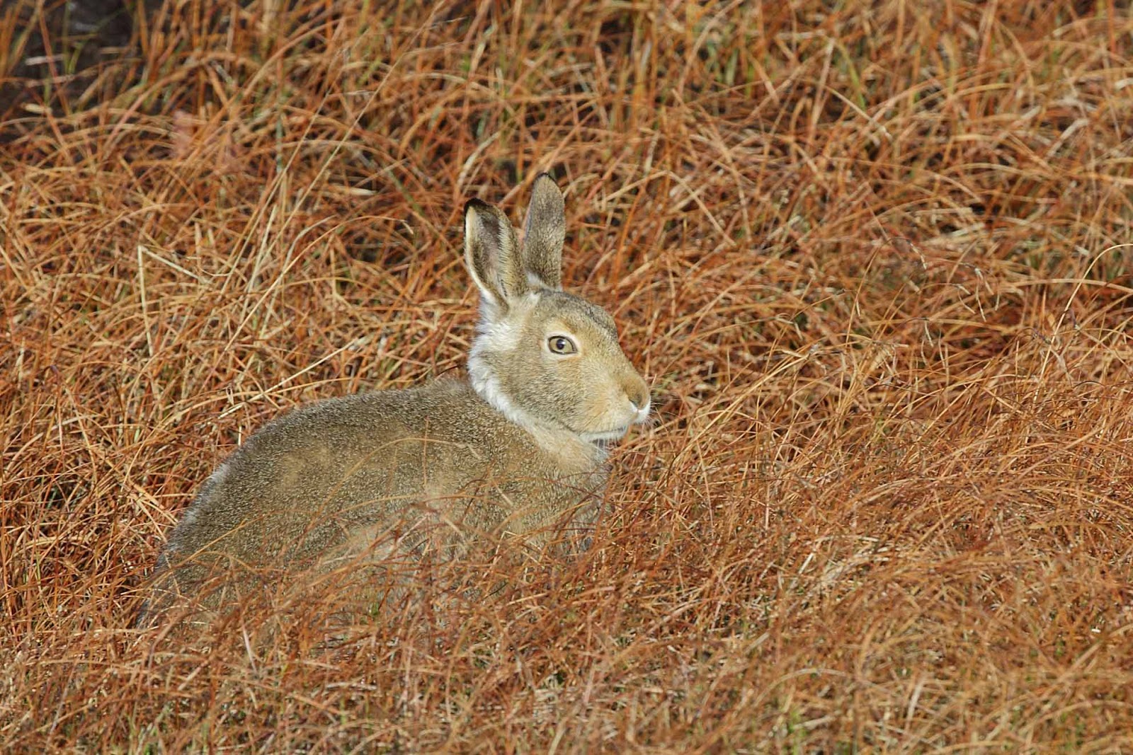 Darley Dale Wildlife: Mountain Hare - Bleaklow