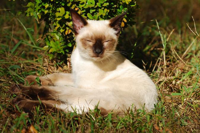 ANIMALS TIME : Siamese cat (Gallery 6)