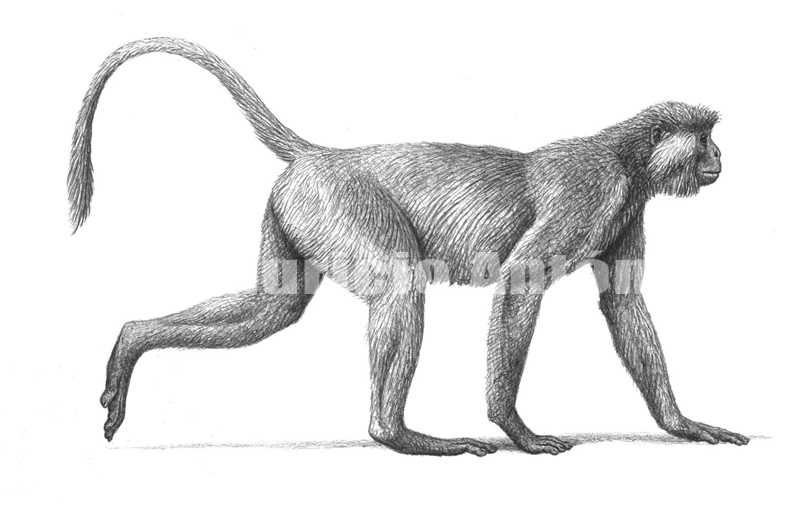 Escenarios prehistóricos: Mesopithecus