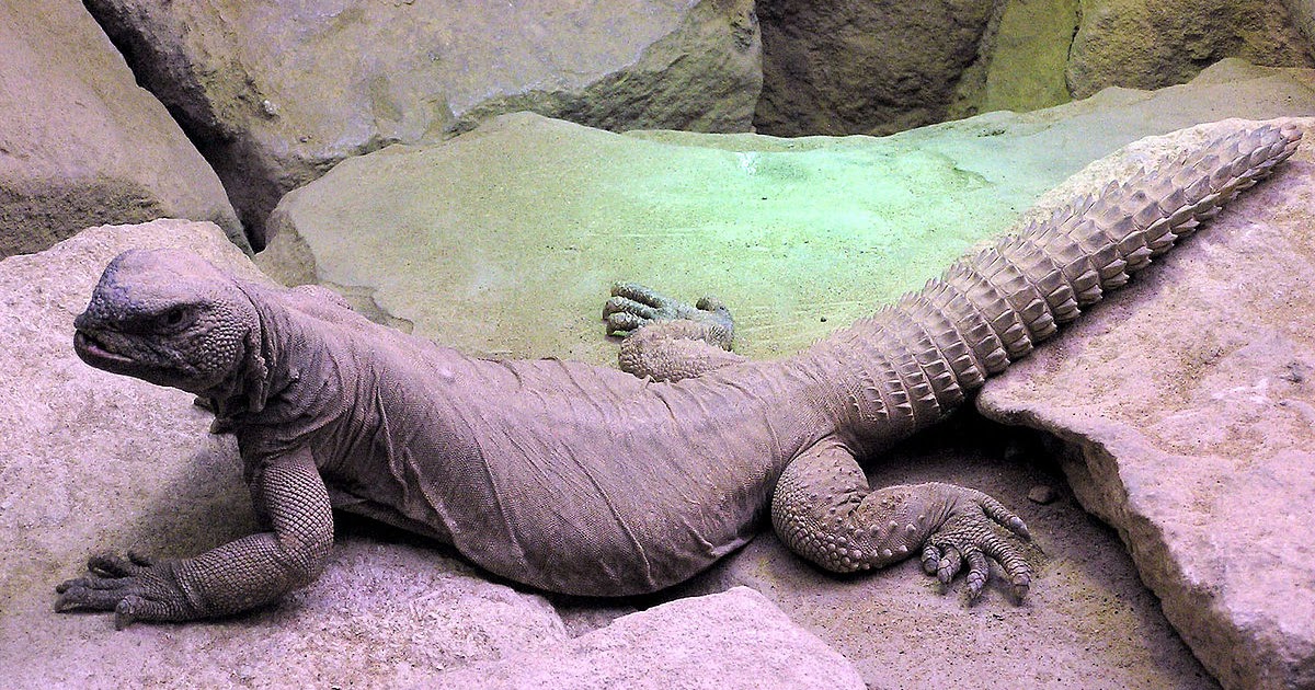 Mengenal Dhab, Si Kadal Gurun yang Sebenarnya - satwa.foresteract.com