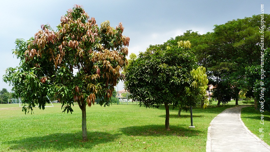 馬來西亞熱帶雨林: Mangifera 杧果屬
