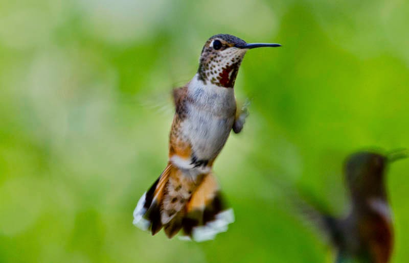 The Wayward Hawaiian: Allen's Hummingbird, Selasphorus sasin, female ...