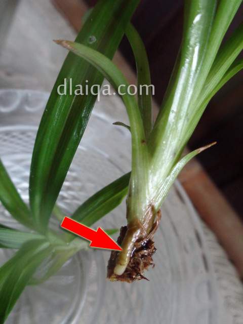 d'Laiqa Arena: Menanam Pandan Wangi Di Media Air