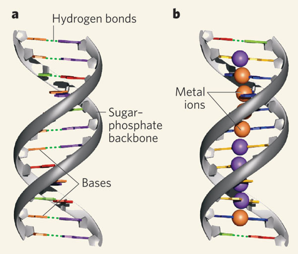 blog de biologia: ADN