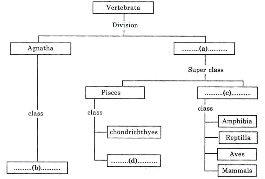 Animal Kingdom Class 11 Previous Years Questions And Answers 2015 To 2020 Part 2 animal-kingdom-class-11-previous-years-questions-and-answers-2015-to-2020-part-2