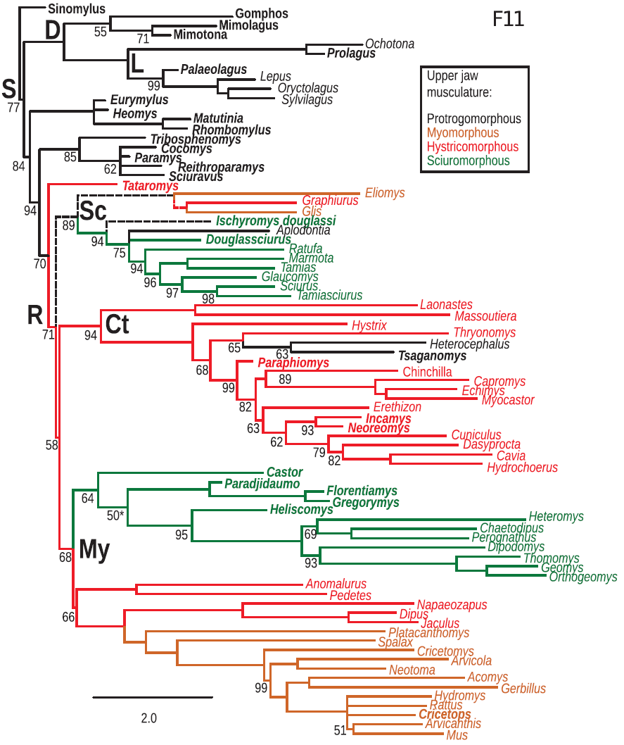 Sciency Thoughts: Ischyromys douglassi: Morphometric analysis of an ...