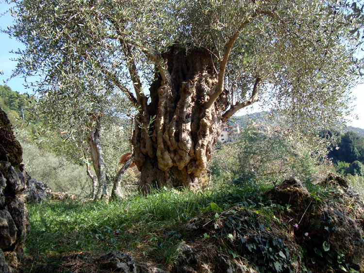 Exploring the Olive Grove