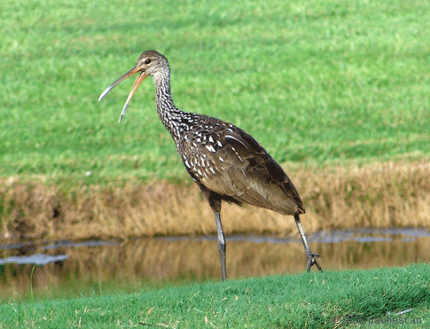 Limpkin Birds Facts And Pictures | All Wildlife Photographs