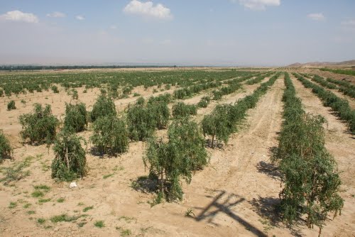 Planting Goji - guide